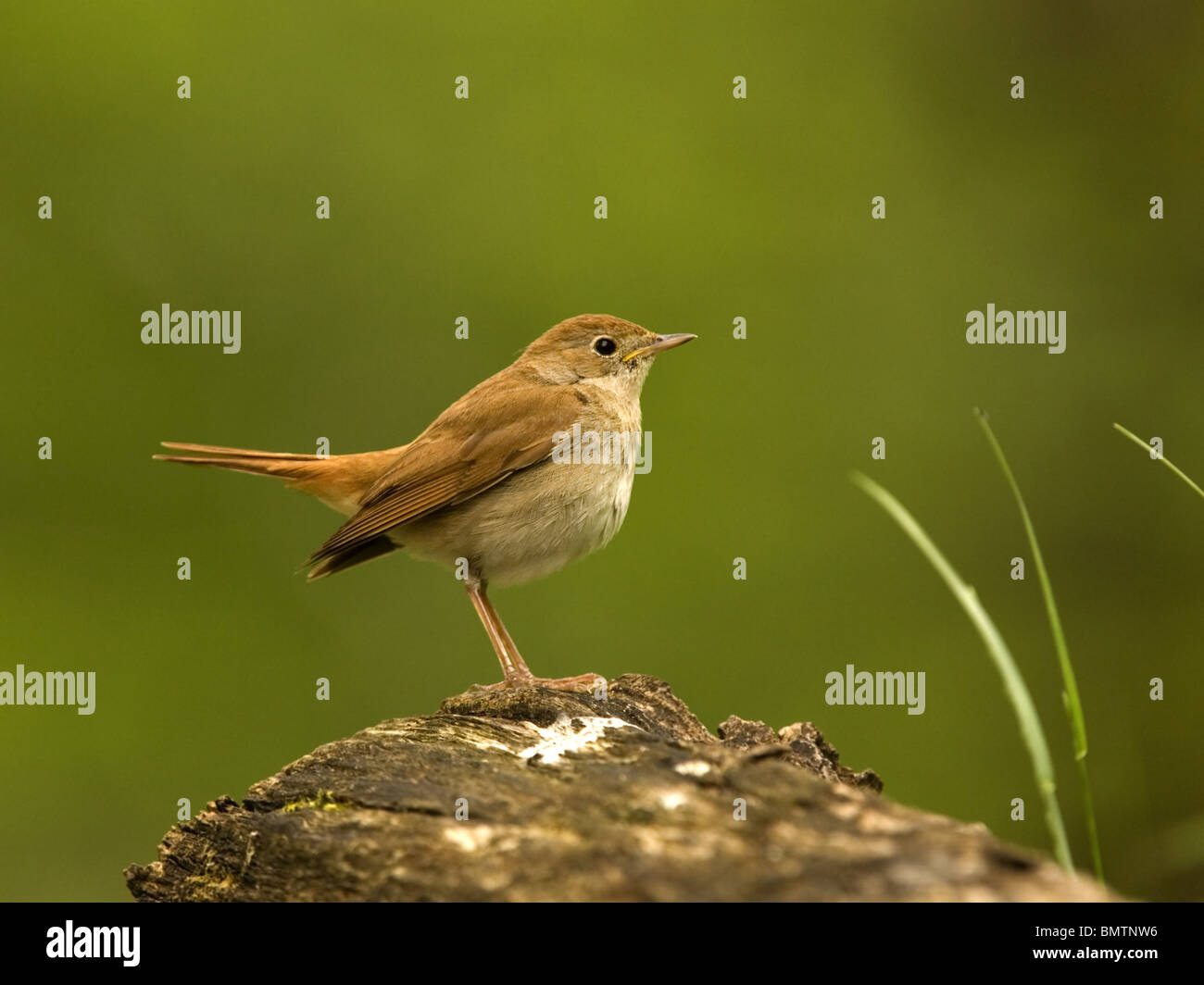 Nightingale hi-res stock photography and images - Alamy