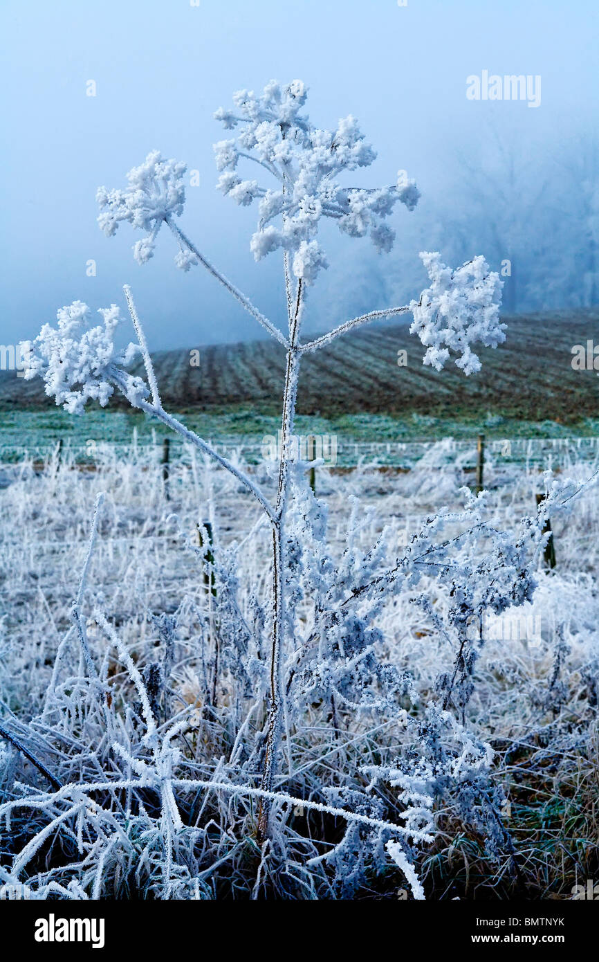 A icy flower in a winter landscape Stock Photo - Alamy