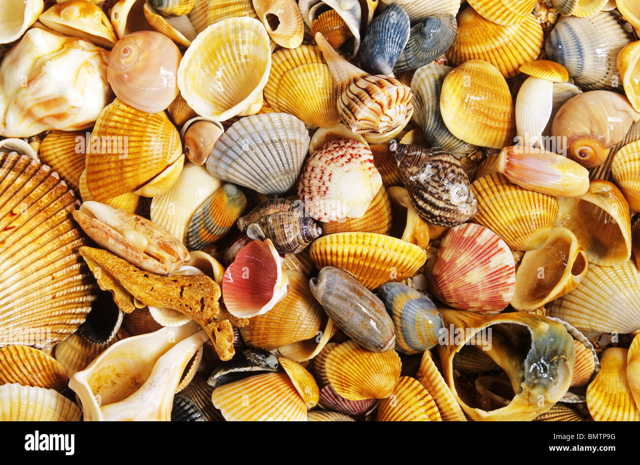 Collecting shells at the beach hi-res stock photography and images - Alamy