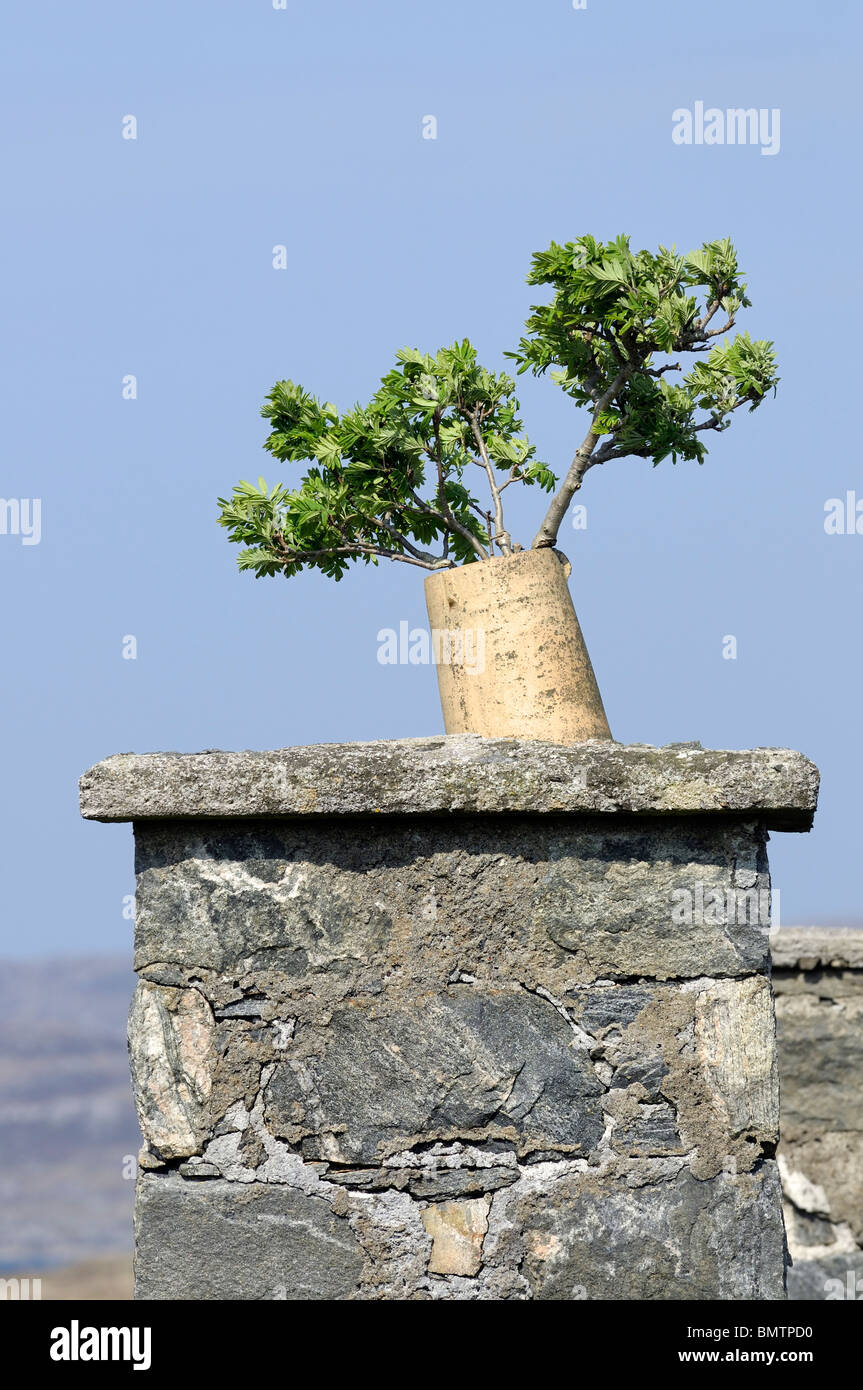 Tree growing out of a chimney pot Stock Photo - Alamy