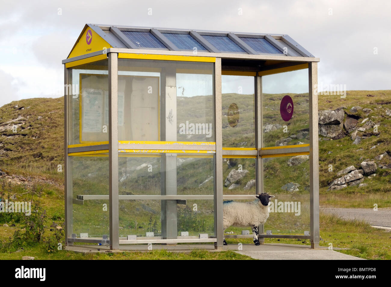 Stop sheep hi-res stock photography and images - Alamy