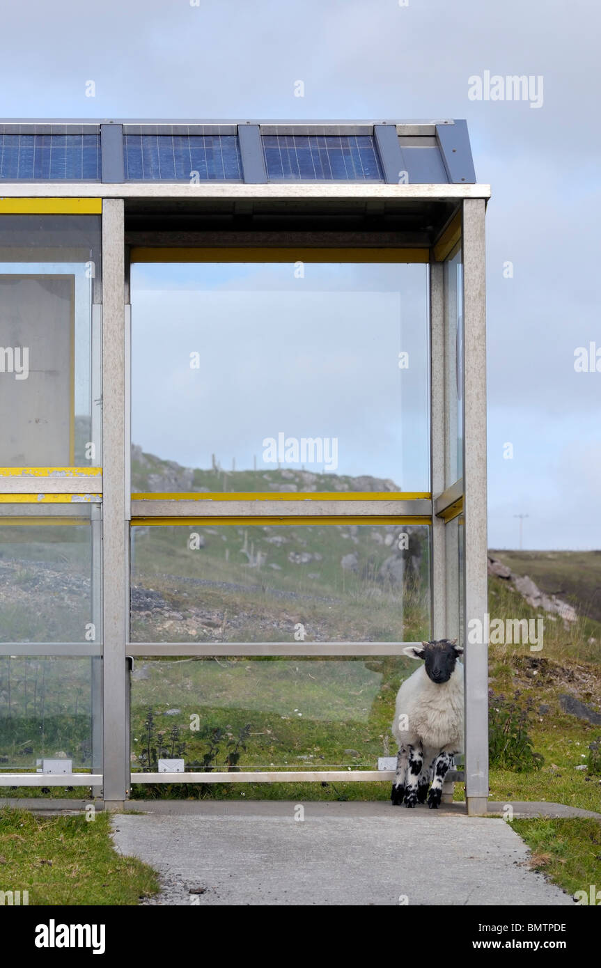 A sheep in a bus shelter Stock Photo - Alamy