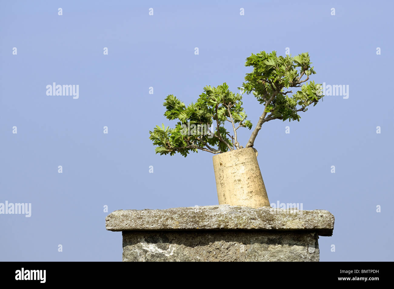Tree growing out of a chimney pot Stock Photo - Alamy