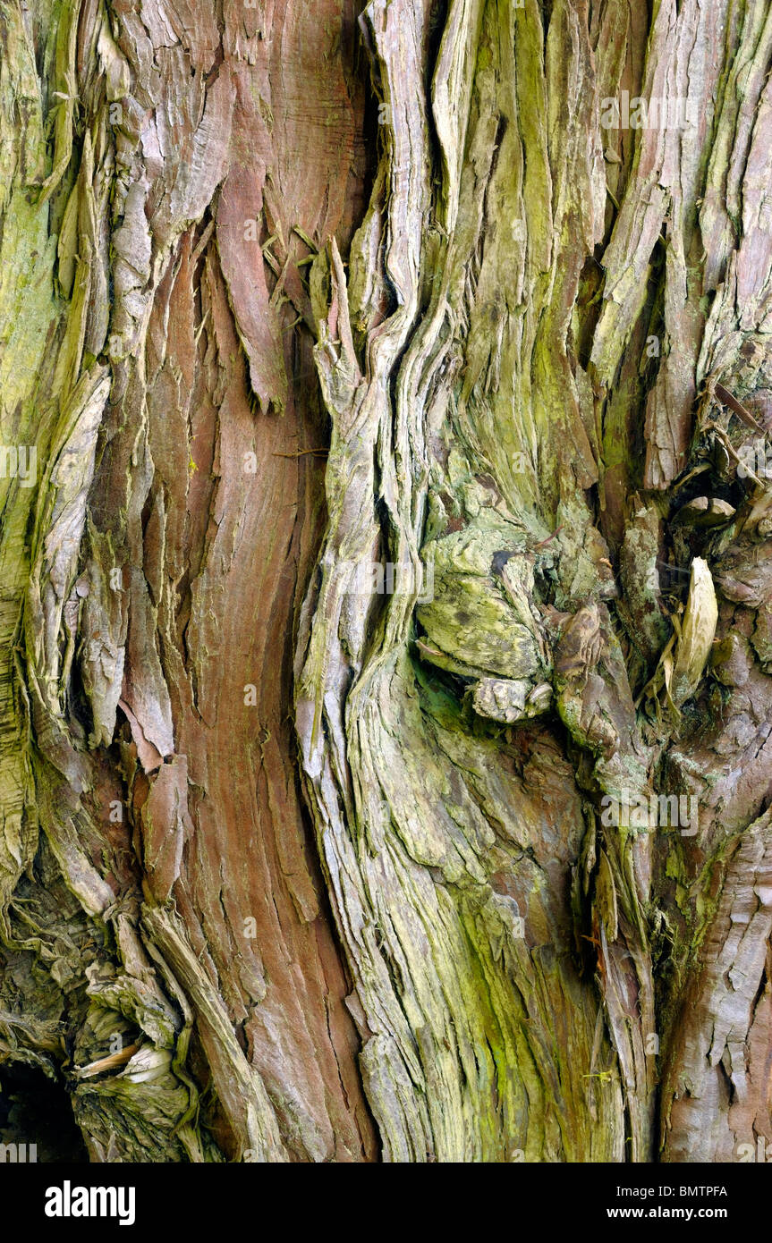 Yew tree hi-res stock photography and images - Alamy