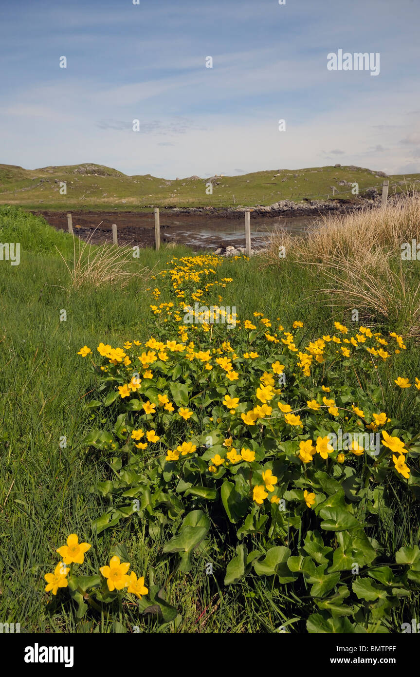 Marsh marigold or kingcup hi-res stock photography and images - Alamy