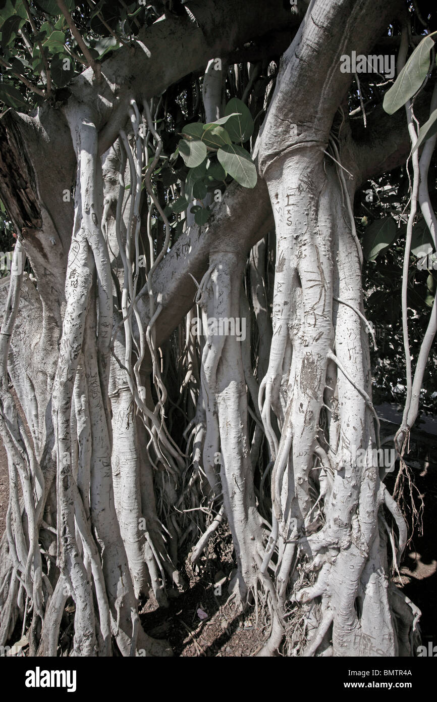 Ficus tree trees hi-res stock photography and images - Alamy