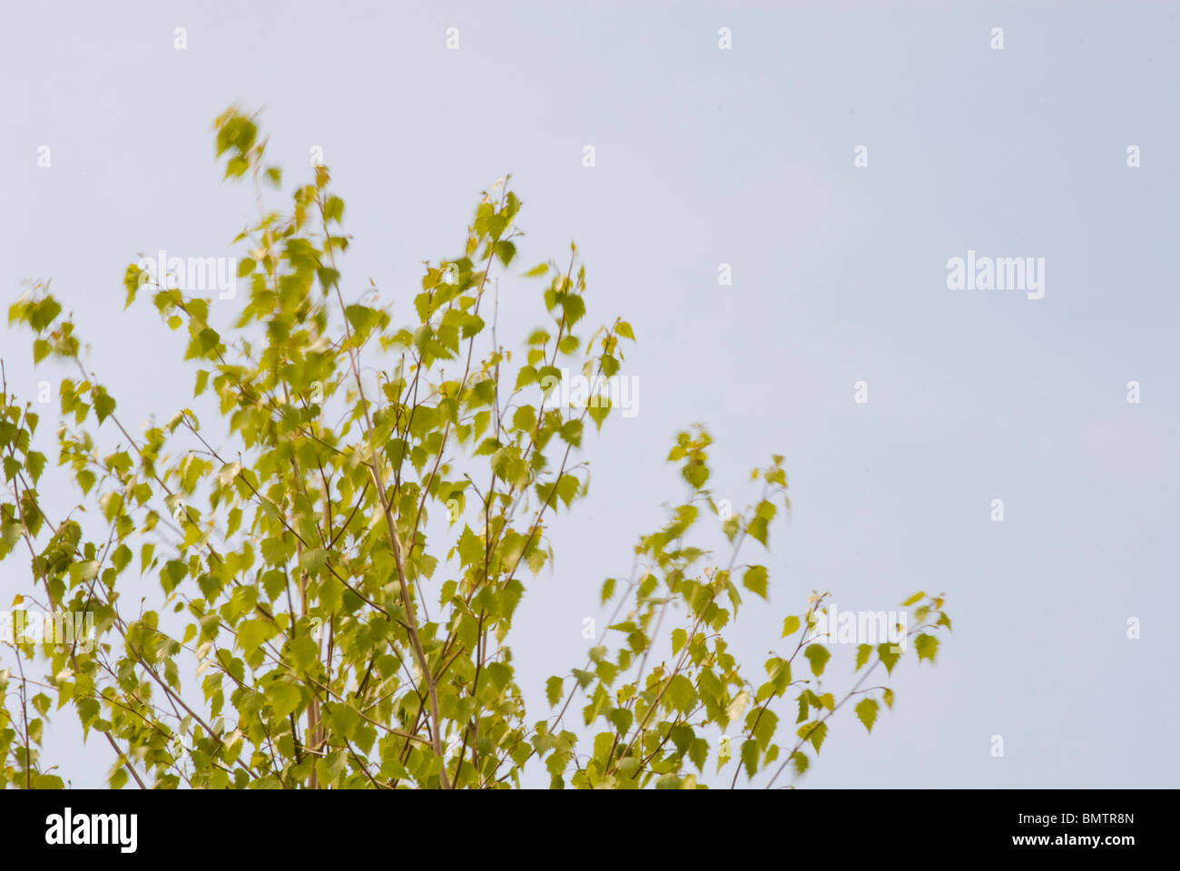 Leaves on a tree blowing in a spring breeze Stock Photo - Alamy