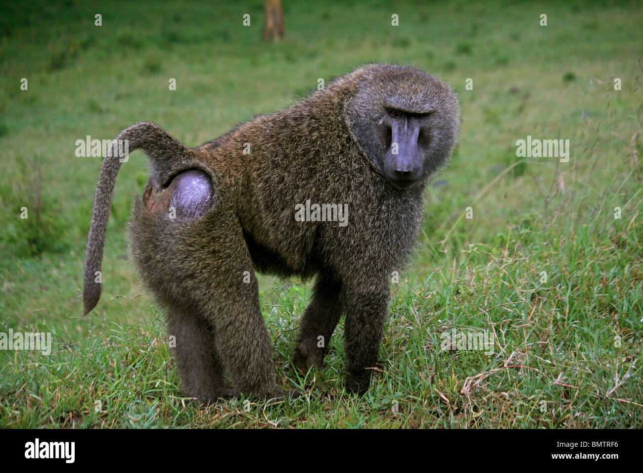 Baboon standing up hi-res stock photography and images - Alamy