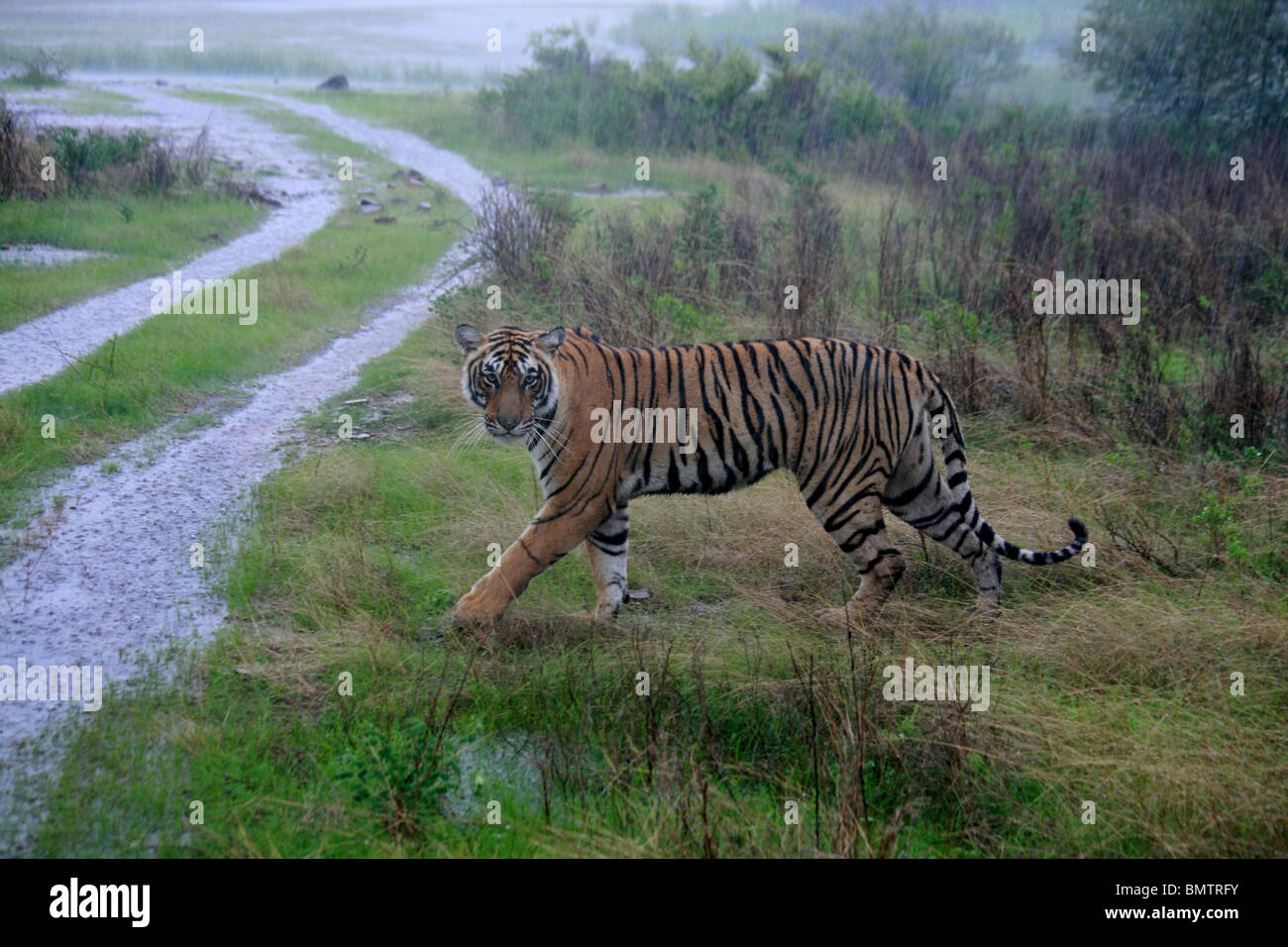 Tiger rain hi-res stock photography and images - Alamy