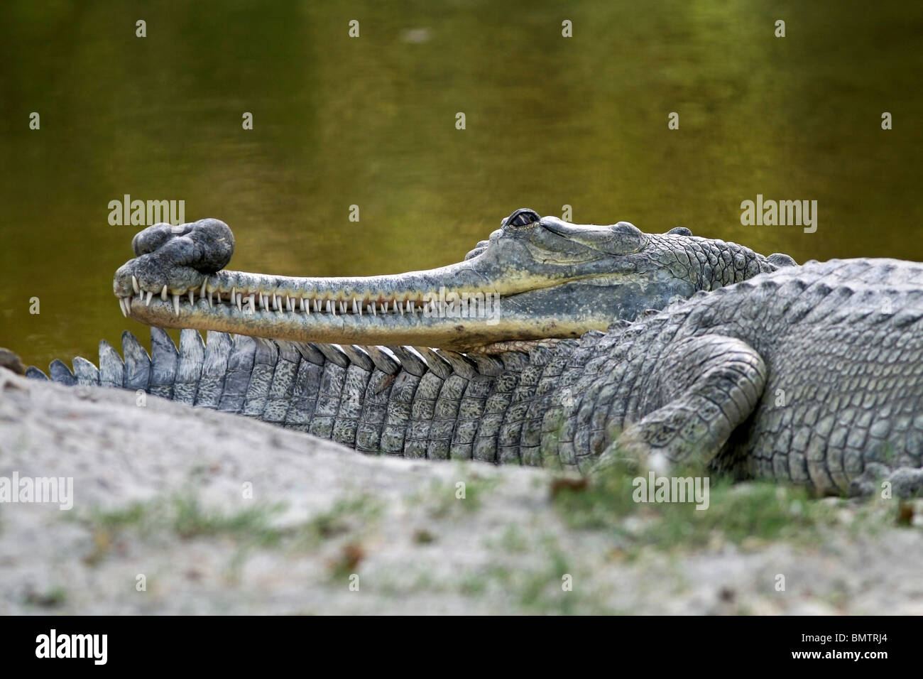 Indian gharial hi-res stock photography and images - Alamy