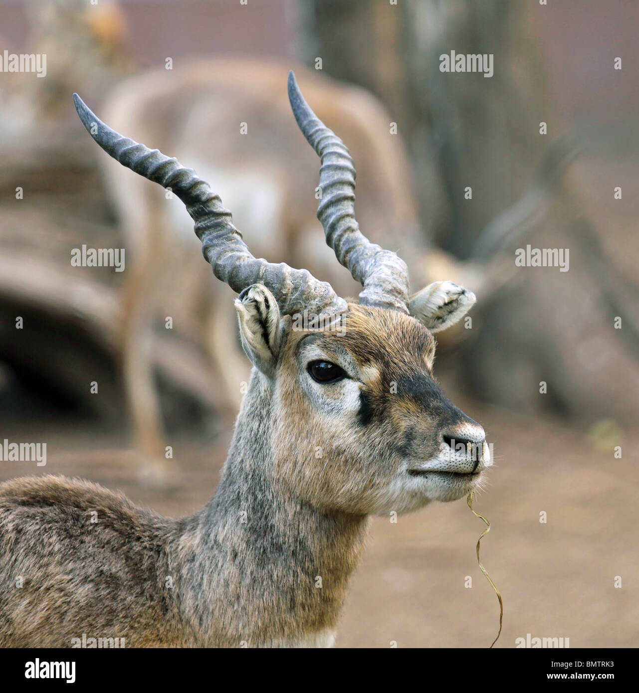 Buck face hi-res stock photography and images - Alamy