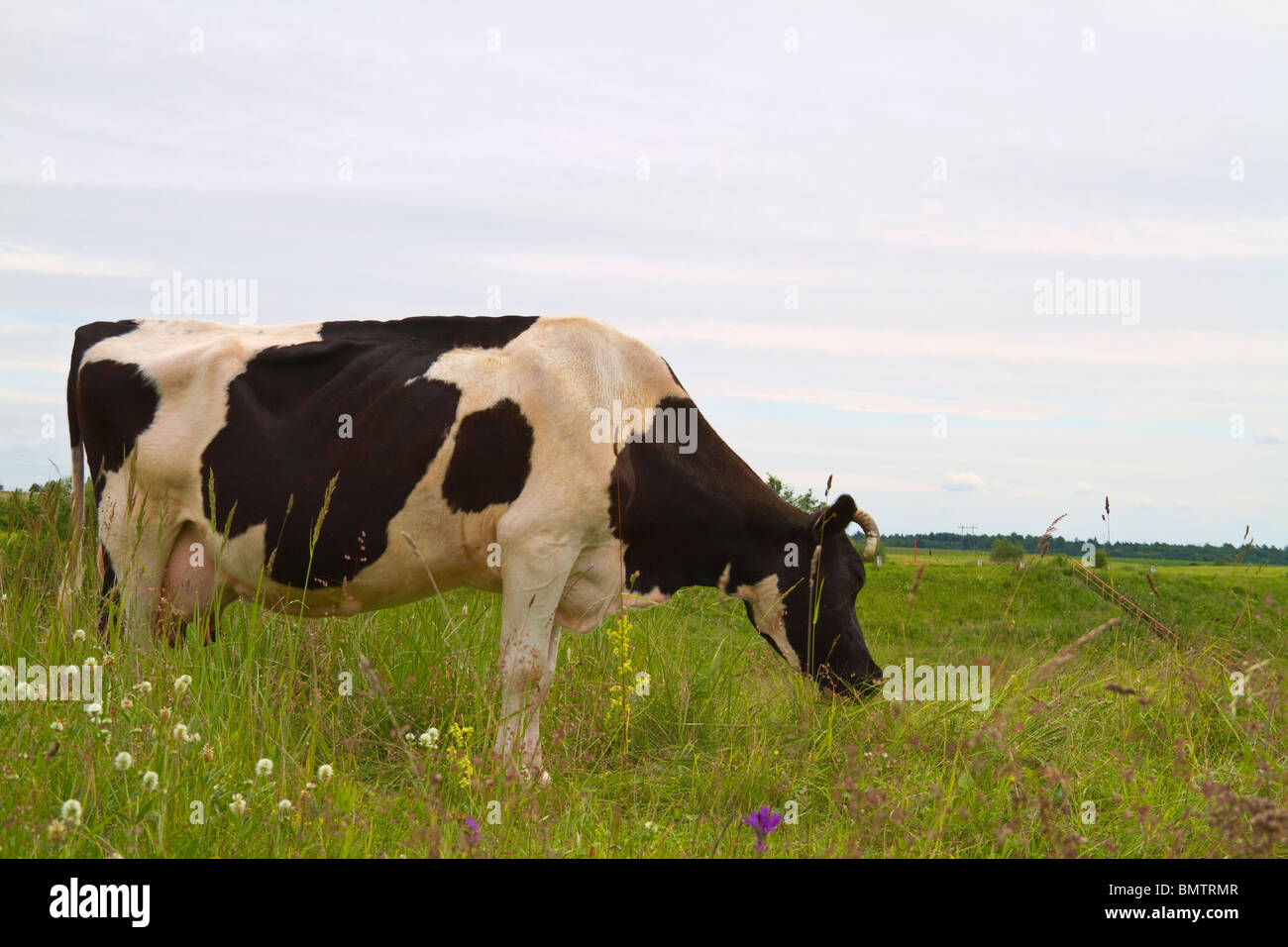 Milk cow eats green grass hi-res stock photography and images - Alamy