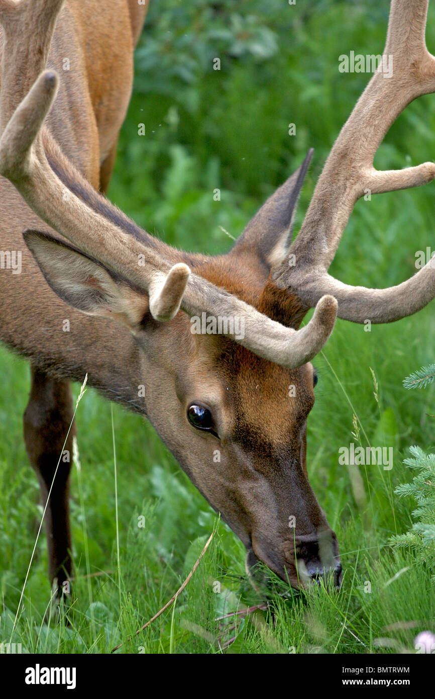 Whitetail and elk hi-res stock photography and images - Alamy