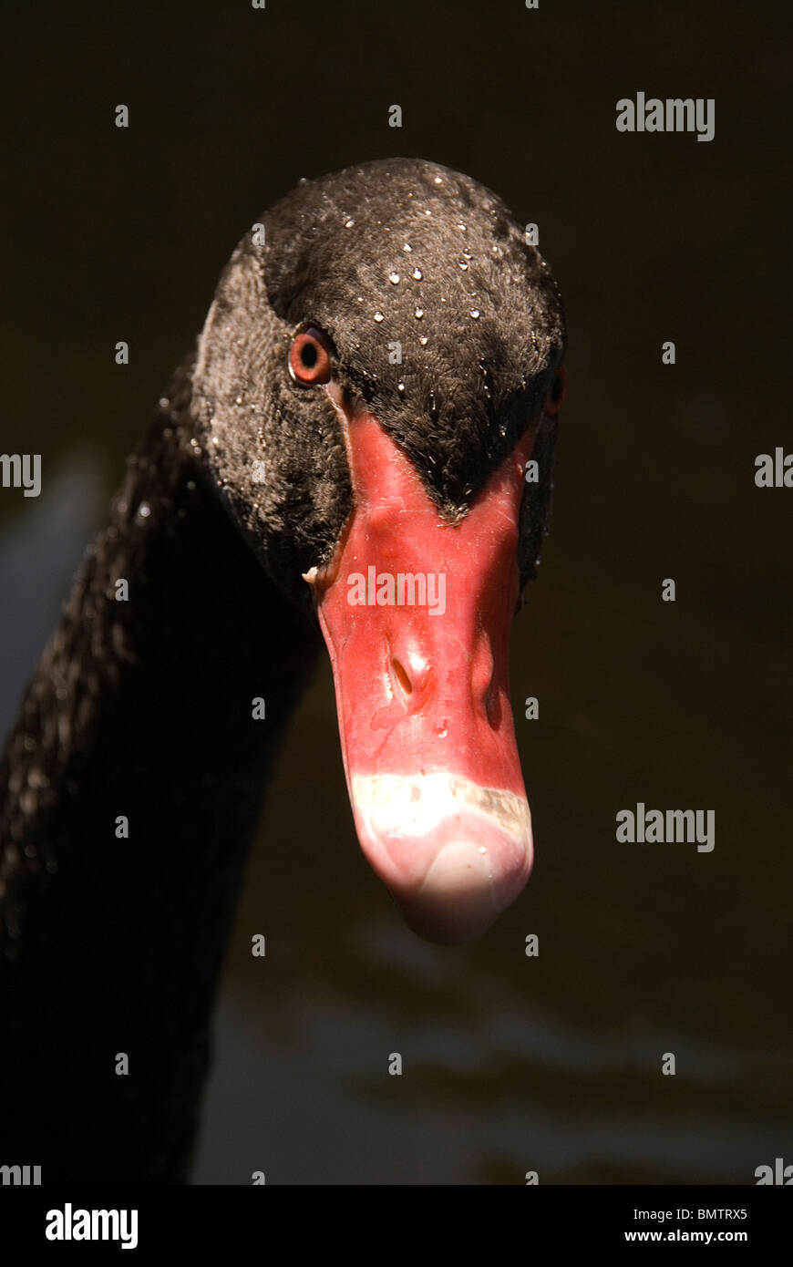 Black Swan at Canonteign Falls Chudleigh Devon Stock Photo - Alamy