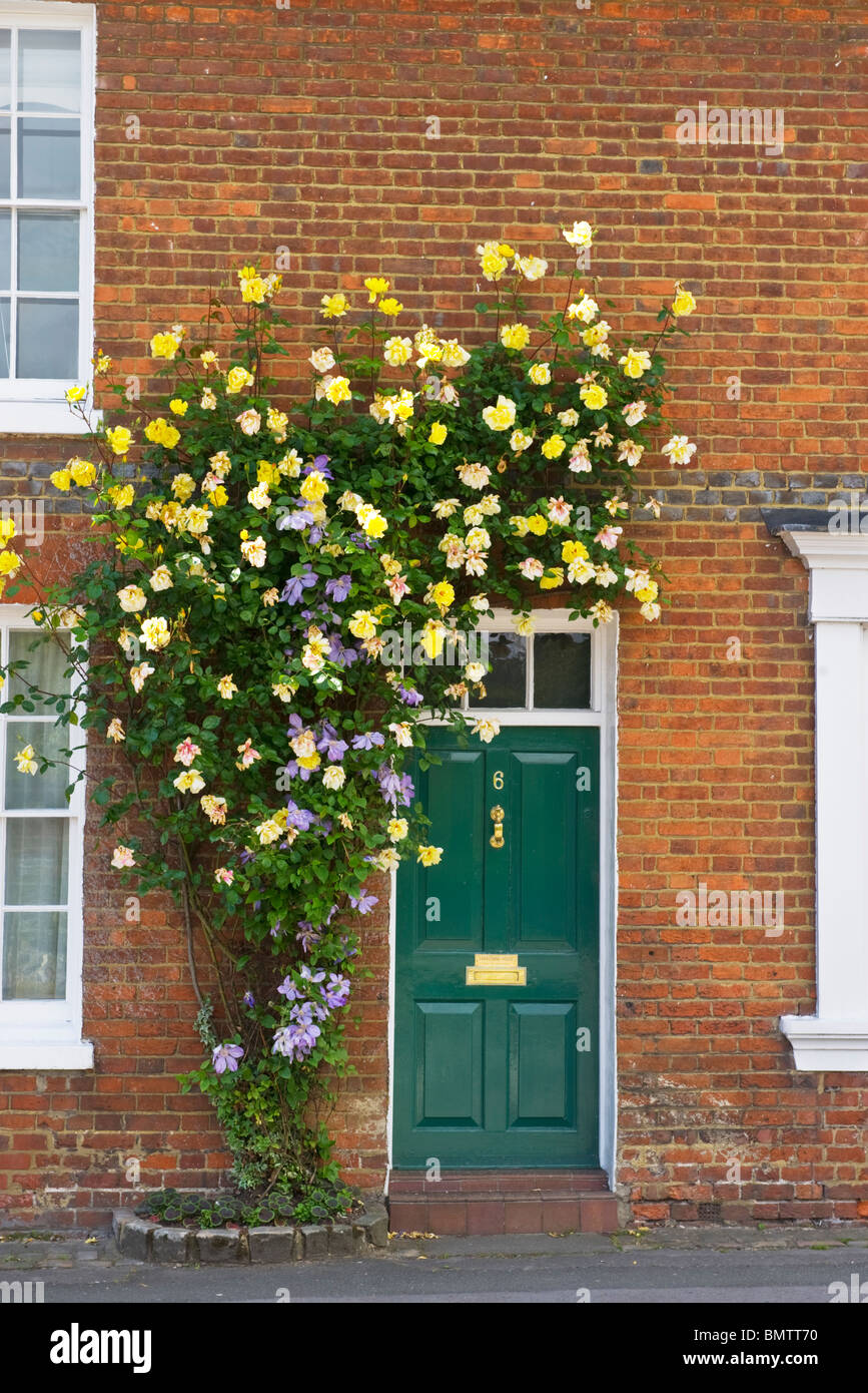 climbing roses over a green front door in a traditional red brick built ...