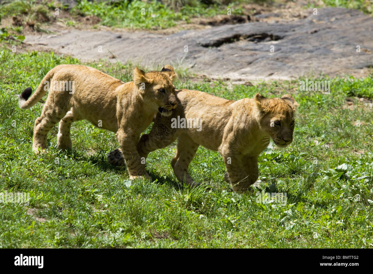 Lion cubs playing Stock Photo - Alamy