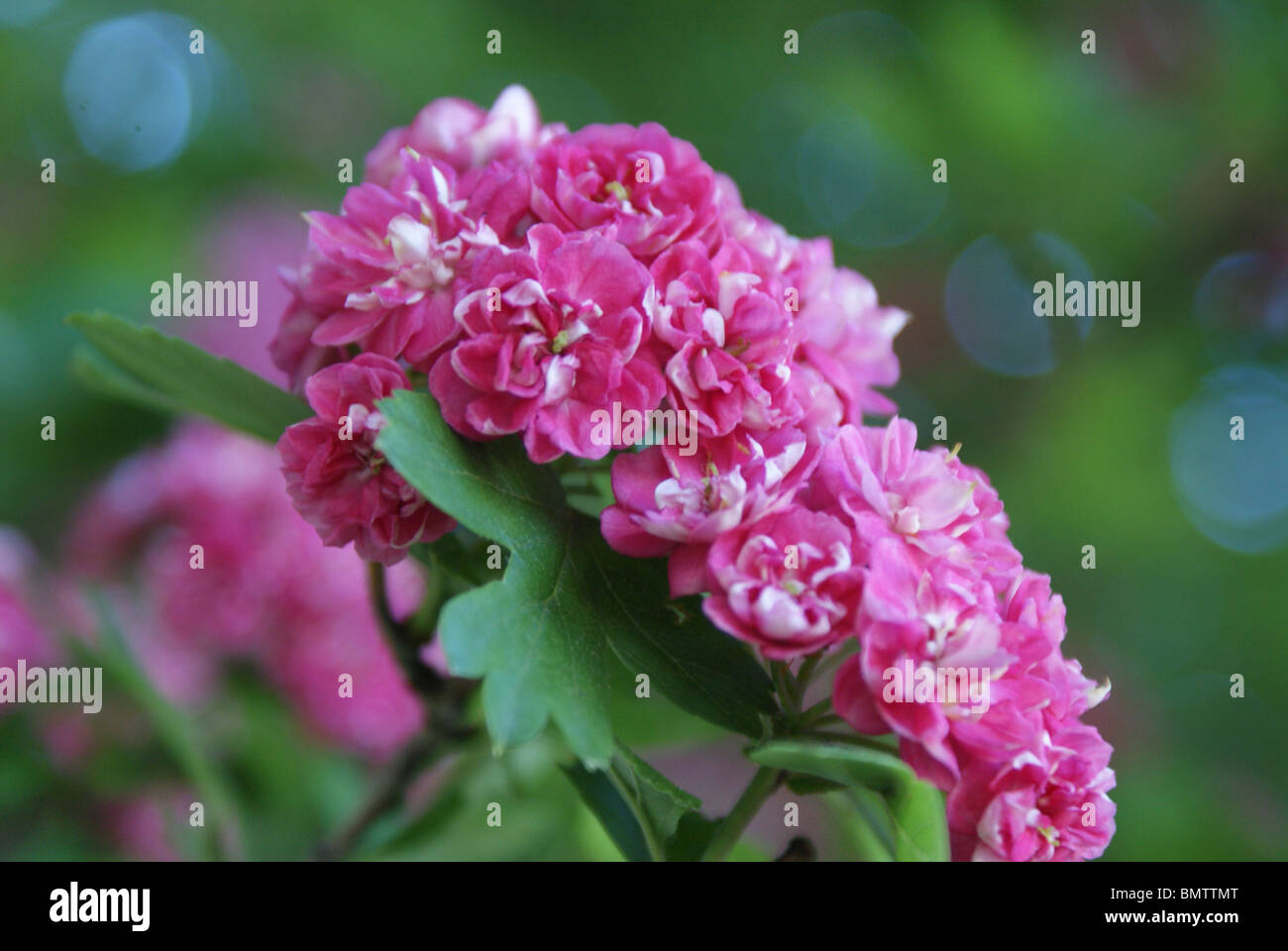 A hawthorn tree blooming in the spring Stock Photo - Alamy