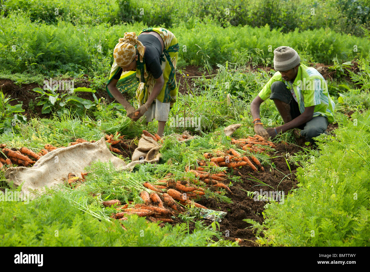 Carrot crop yeilding hi-res stock photography and images - Alamy