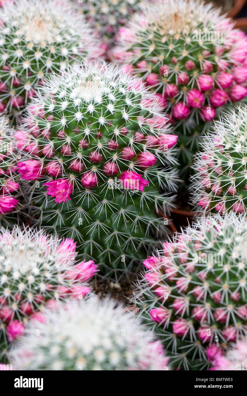 cactus, flowers, hobbies, gardening, green, nature Stock Photo - Alamy