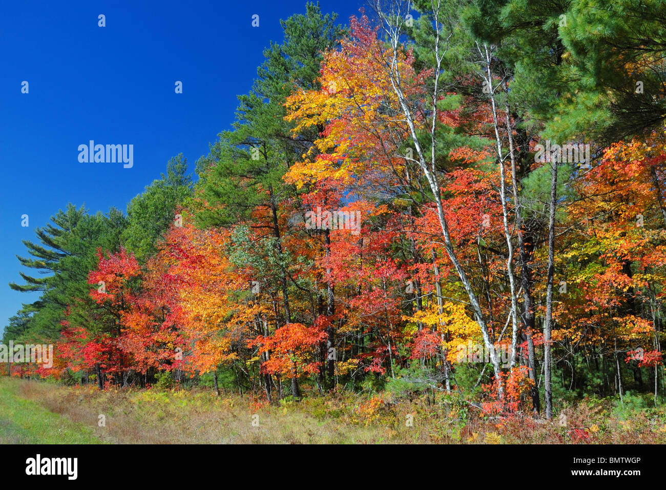 Indian Summer colors in the woods near Wisconsin Dells, Wisconsin, USA ...
