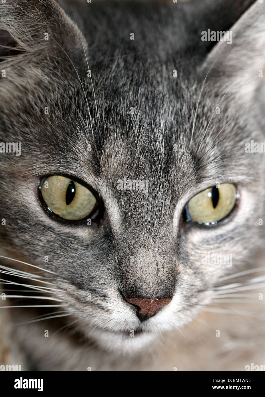 Close up cats face hi-res stock photography and images - Alamy