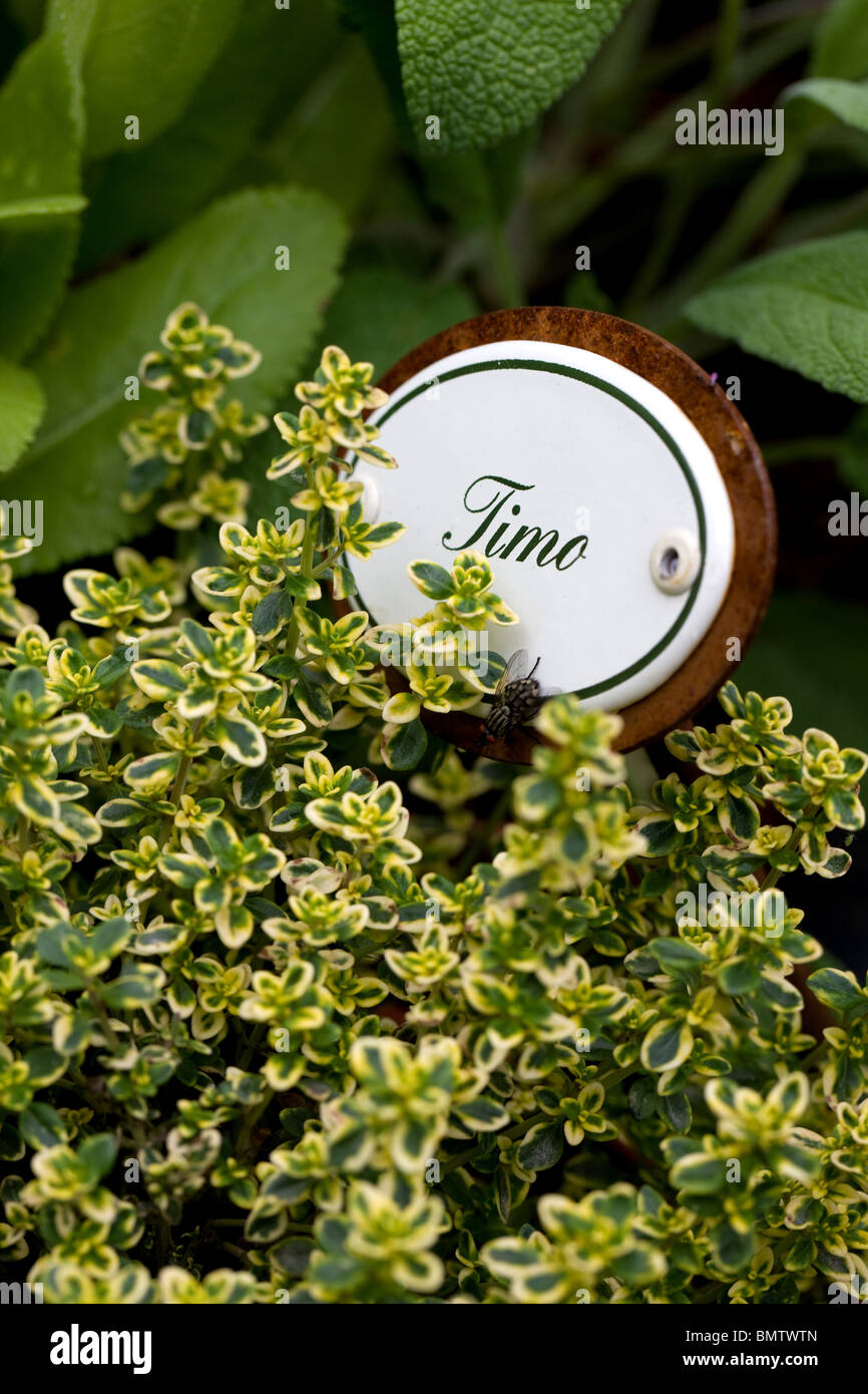 Thyme flowers hi-res stock photography and images - Alamy