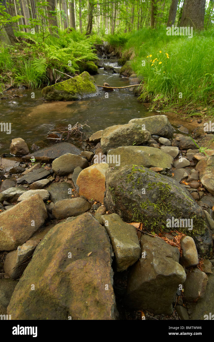 Stream flowing through forest Stock Photo - Alamy