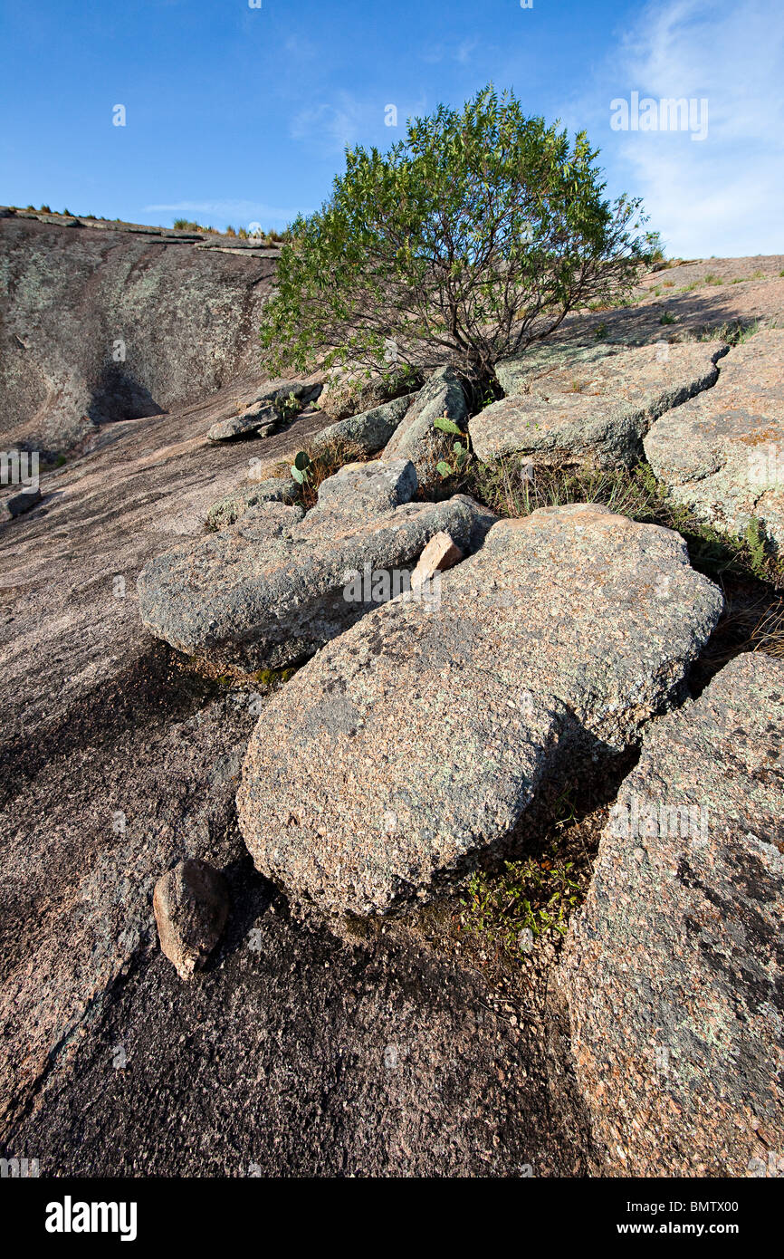 Granite rock formations with tree growing from crack Enchanted Rock ...