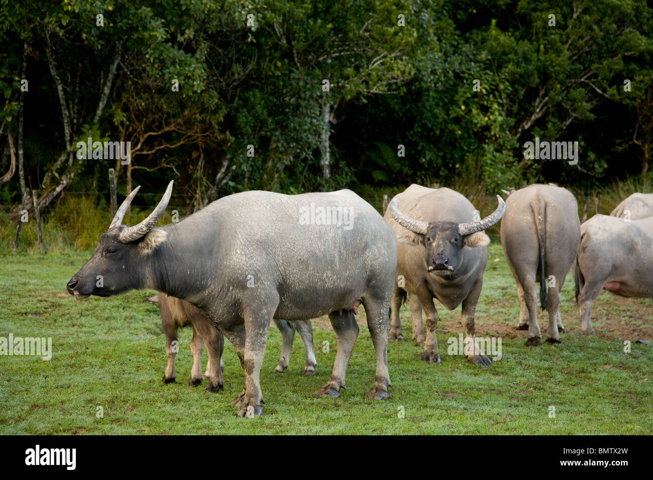 New zealand buffalo hi-res stock photography and images - Alamy