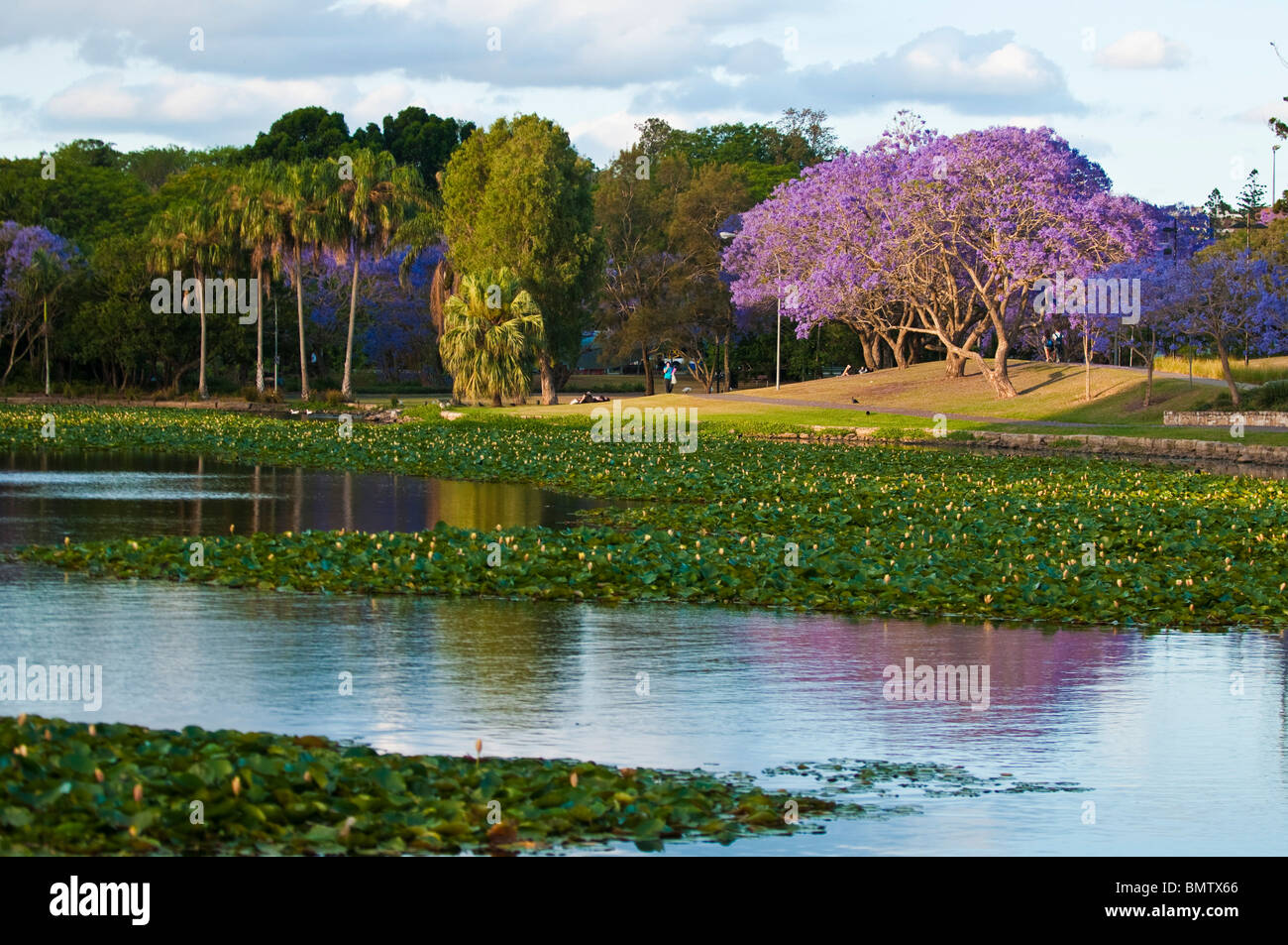 Flowering Jacaranda Trees on the University of Queensland campus ...