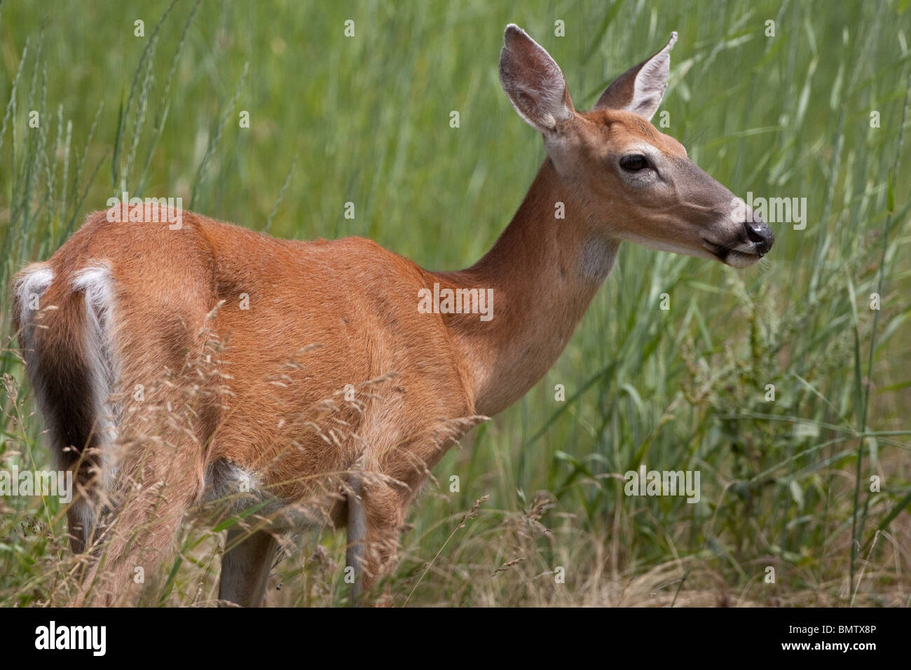 Whitetail deer doe hi-res stock photography and images - Alamy