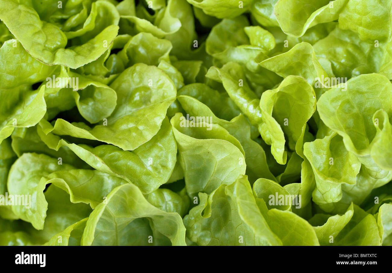 great image of lovely fresh lettuce for salad background Stock Photo ...
