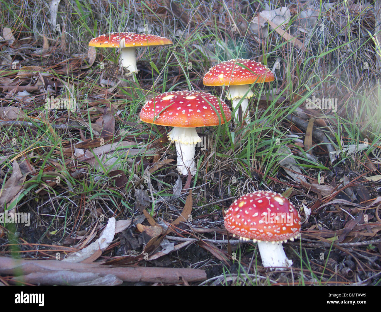 Red toadstools hi-res stock photography and images - Alamy
