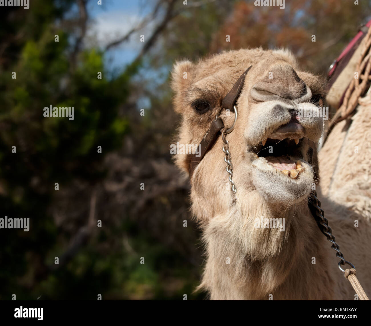Camel with harness hi-res stock photography and images - Alamy
