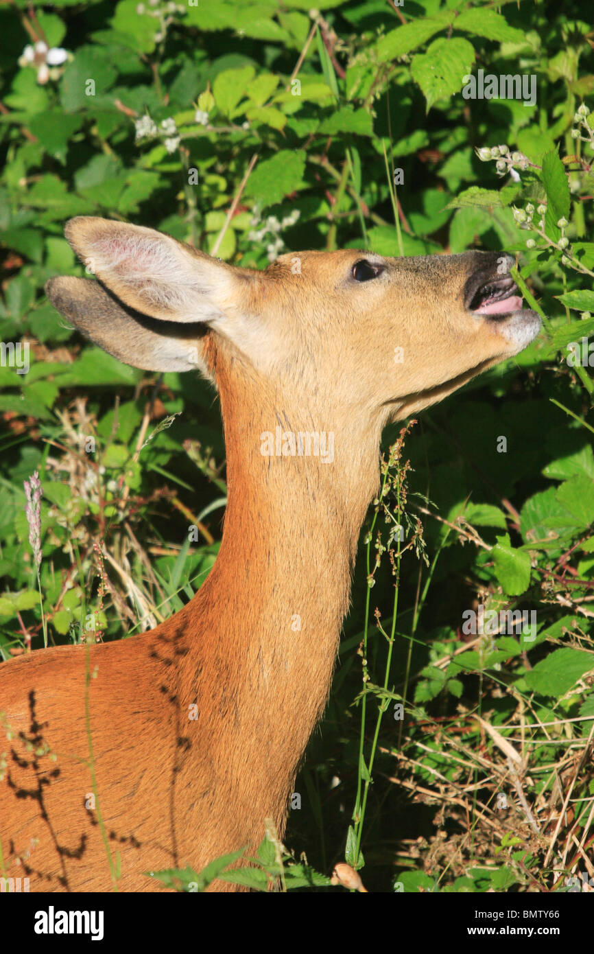 Roe deer eating hi-res stock photography and images - Alamy