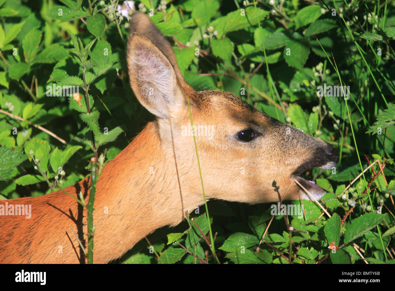 Roe deer eating hi-res stock photography and images - Alamy