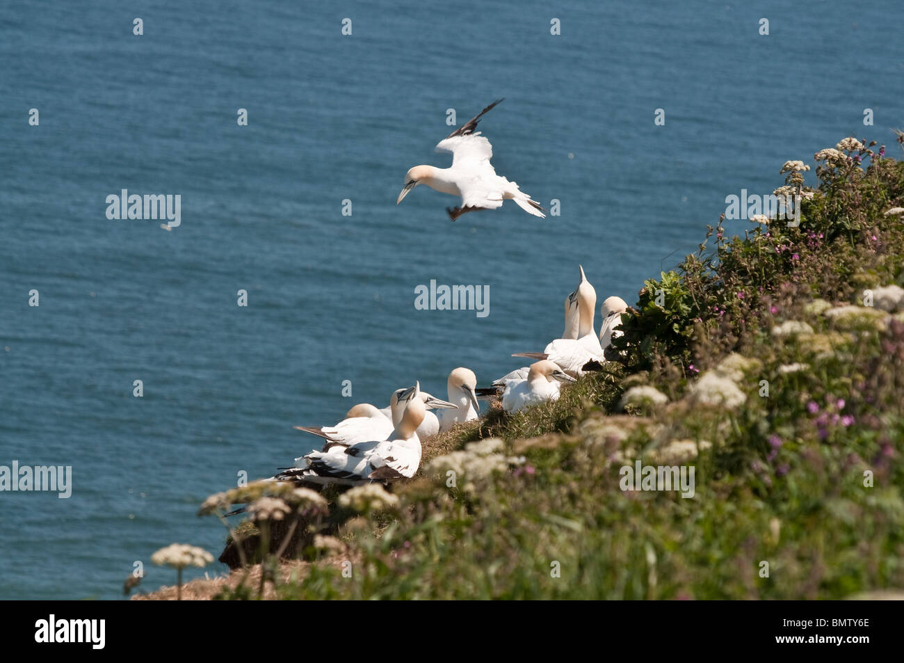 Cliff nesting birds hi-res stock photography and images - Alamy