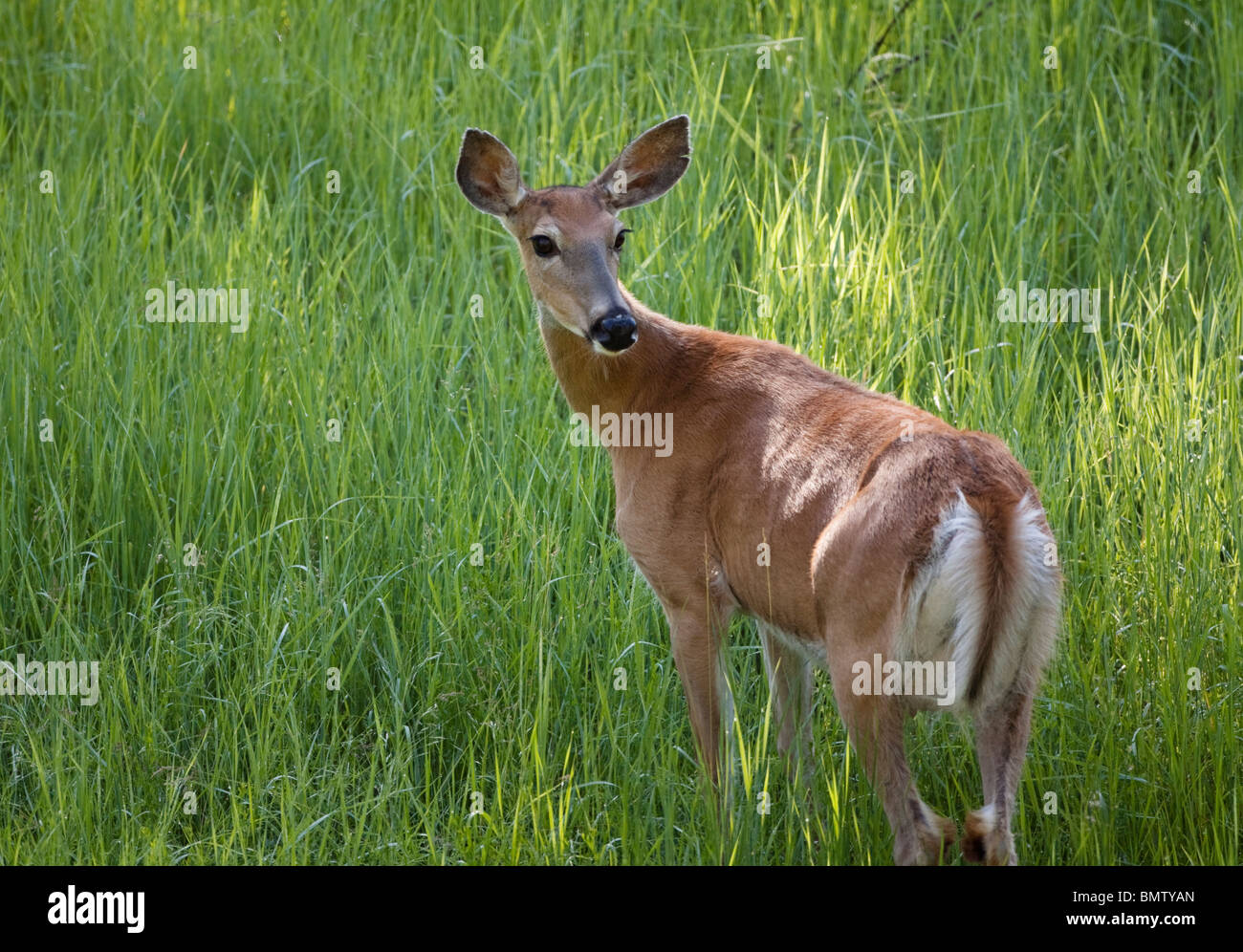 Whitetail deer doe hi-res stock photography and images - Alamy
