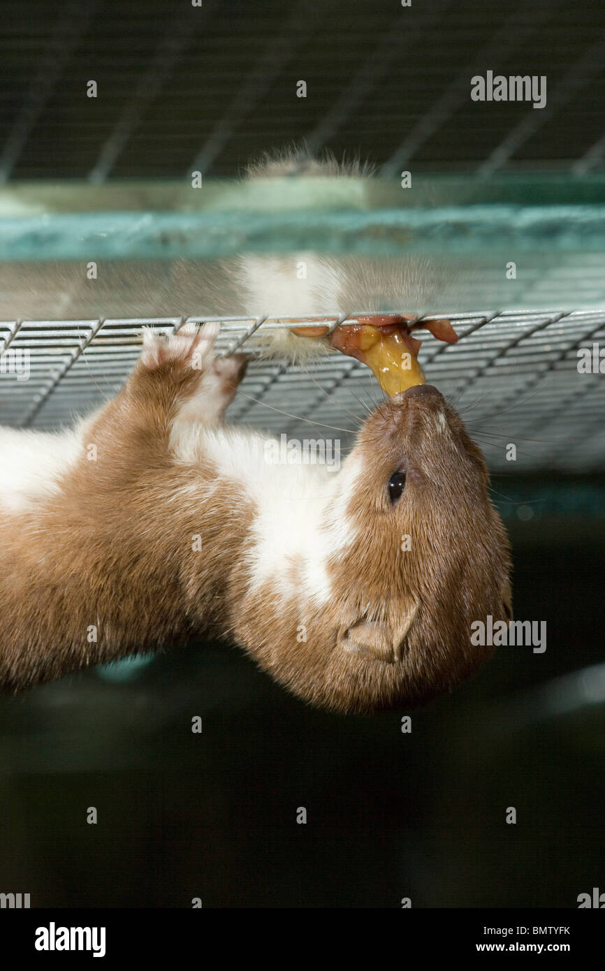 Pulling the birds hi-res stock photography and images - Alamy