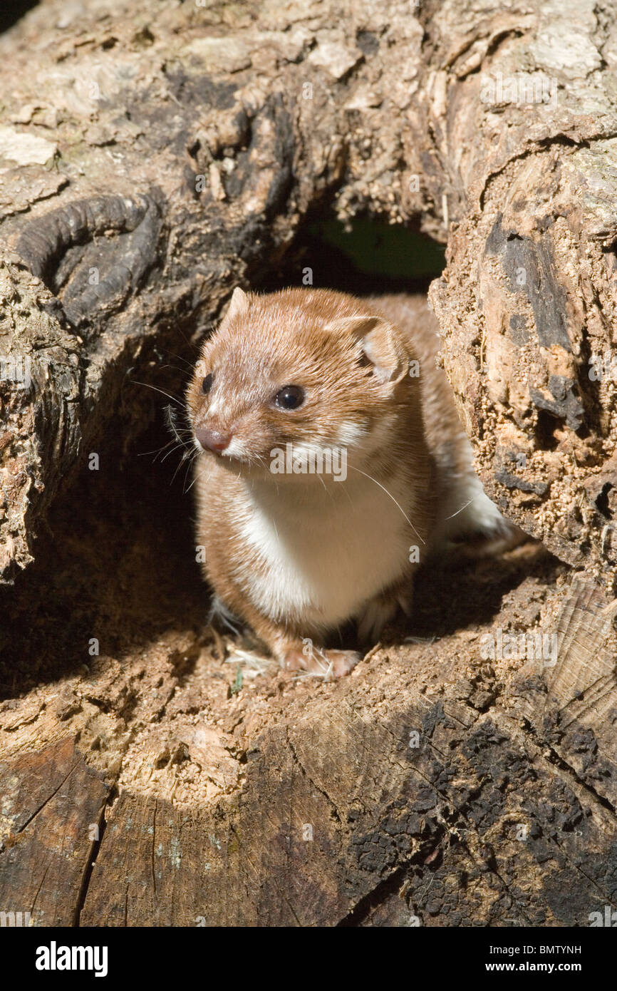 Weasel (Mustela nivalis). Emerging from hole at the base of a tree ...