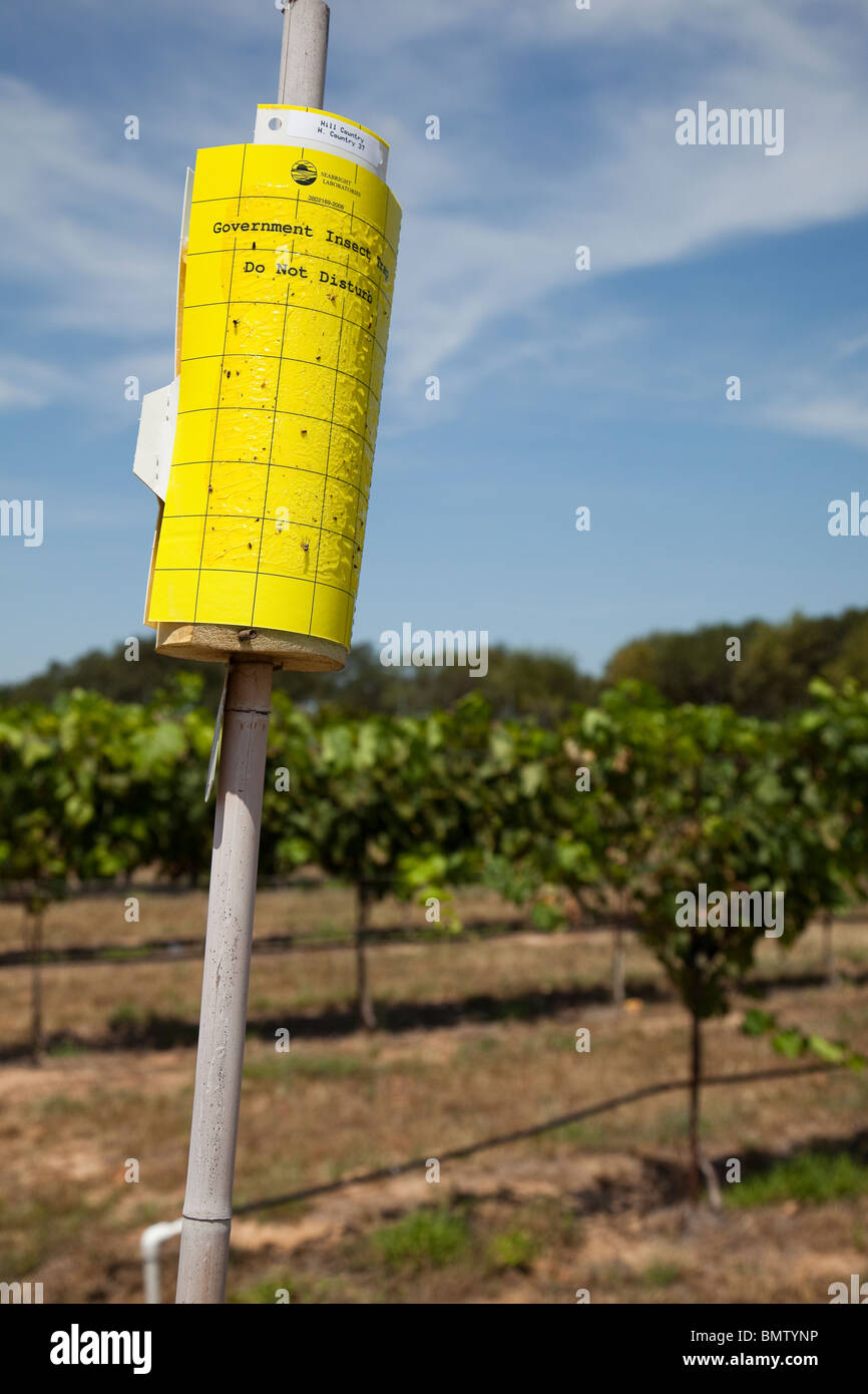 Government insect trap at Torre di Pietra winery Stonewall Texas USA ...
