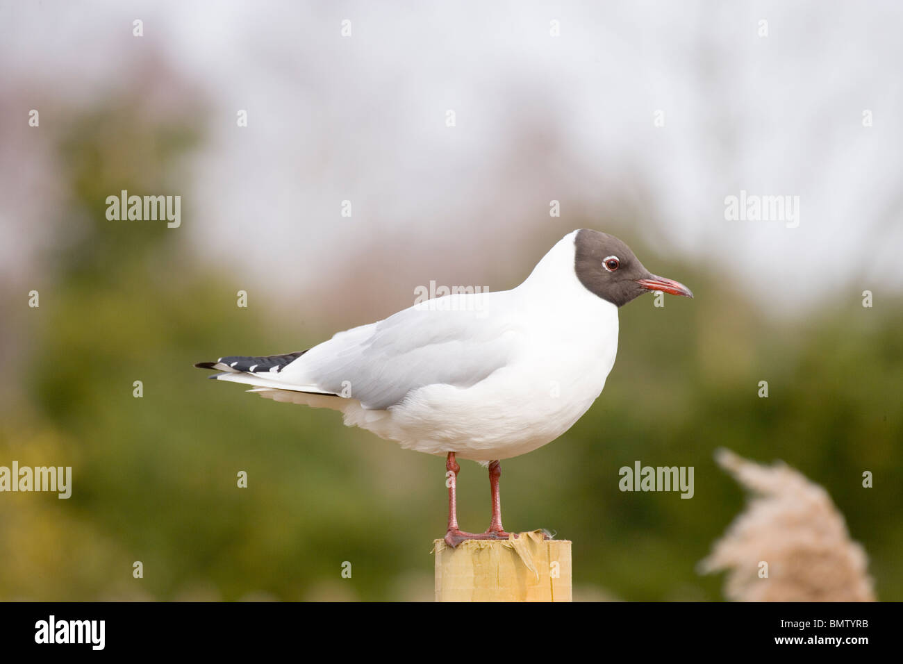 Black-headed Gull (Larus ridibundus). Adult in breeding plumage Stock ...