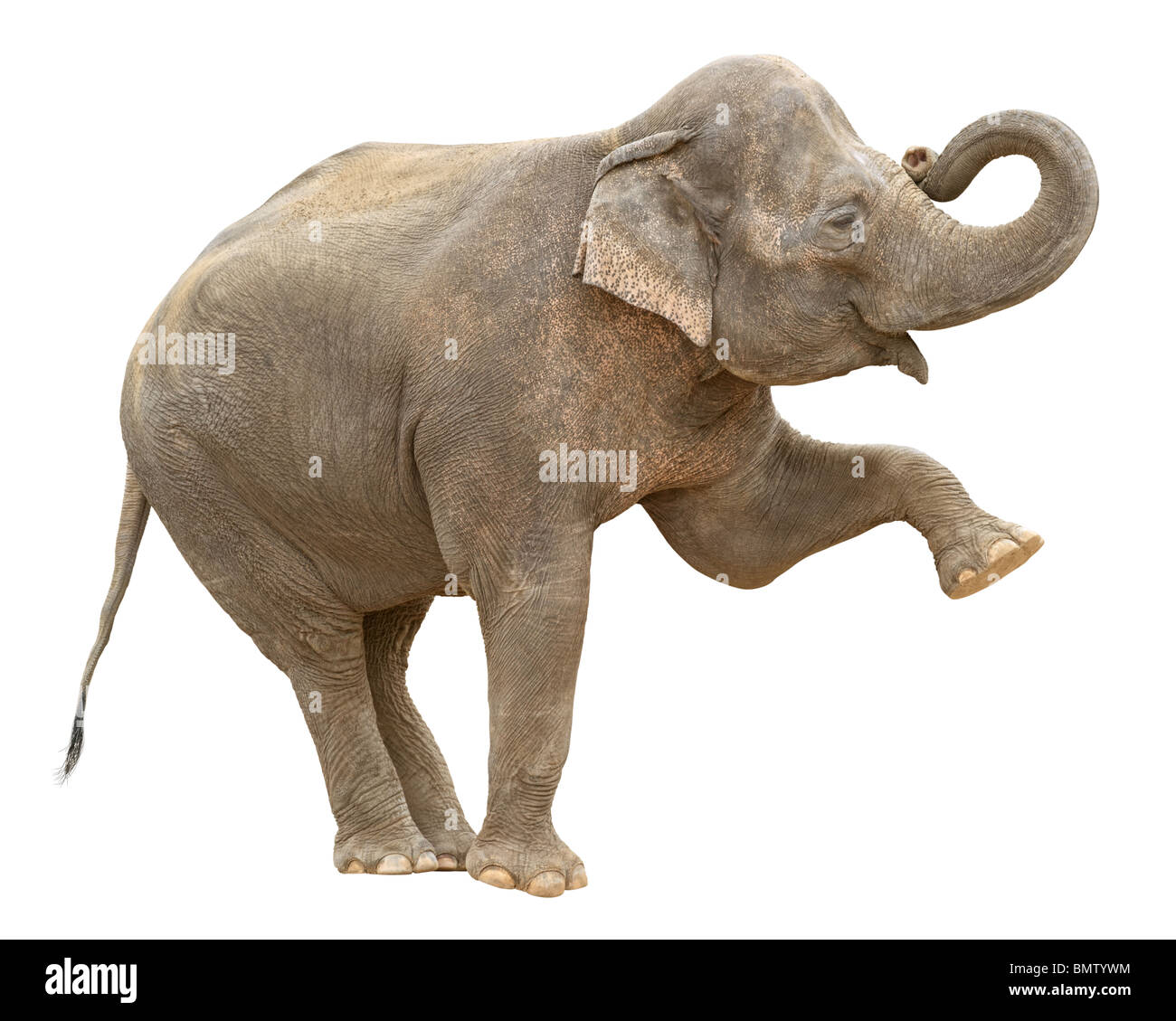 Elephant Trunk Cut Out Stock Images & Pictures - Alamy