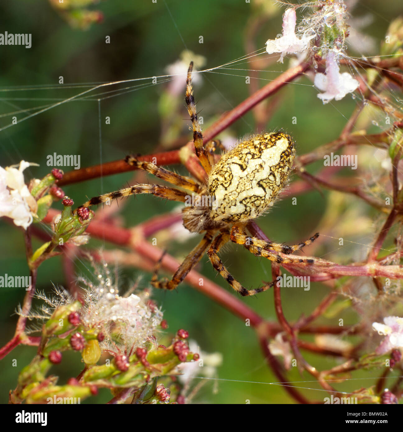 European Garden Spider Cross Orbweaver Cross Spider Araneus Diadematus In Its Net Stock