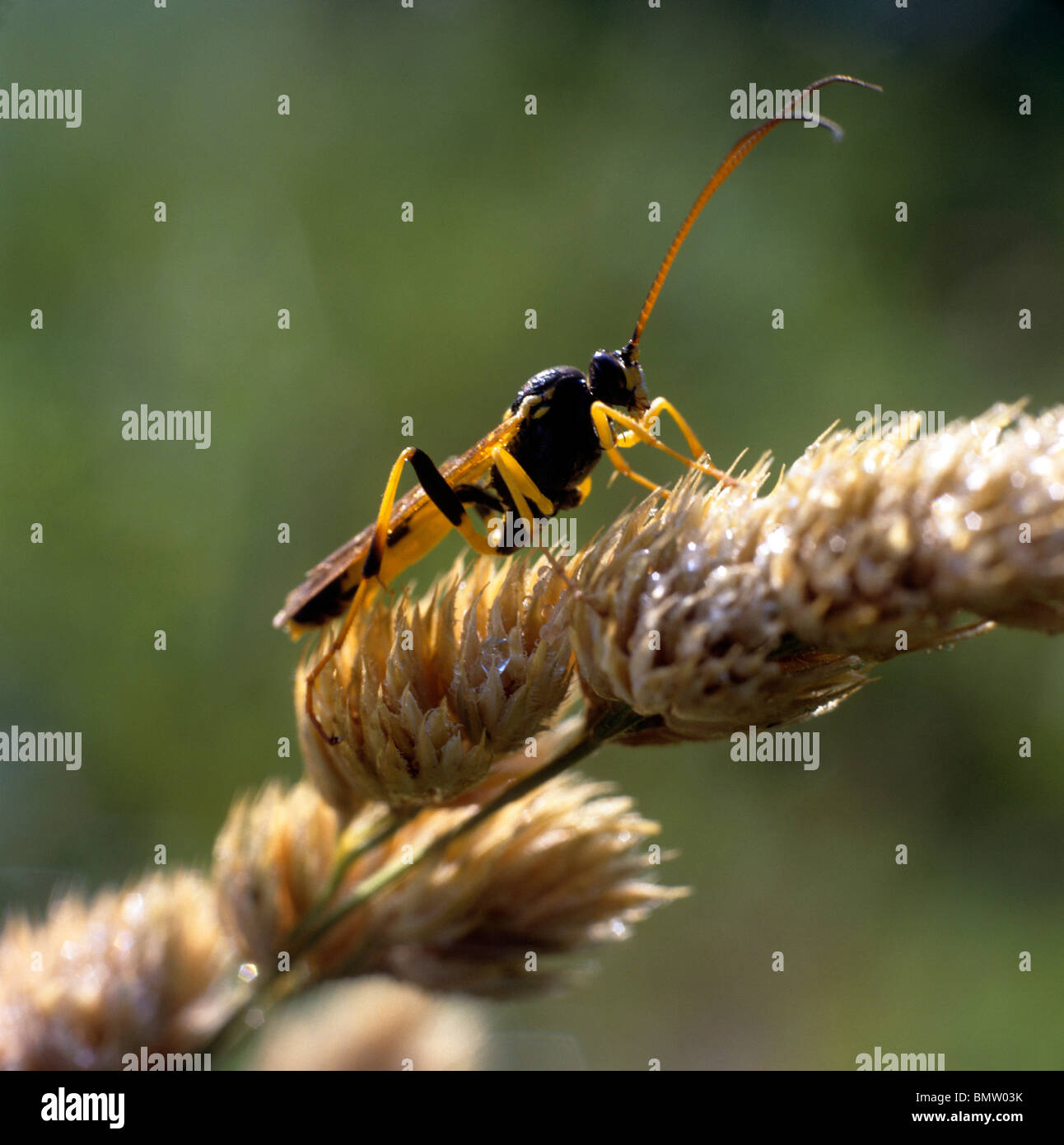 Ichneumon Wasp (Amblyteles armatorius), adult on a grass ear Stock ...