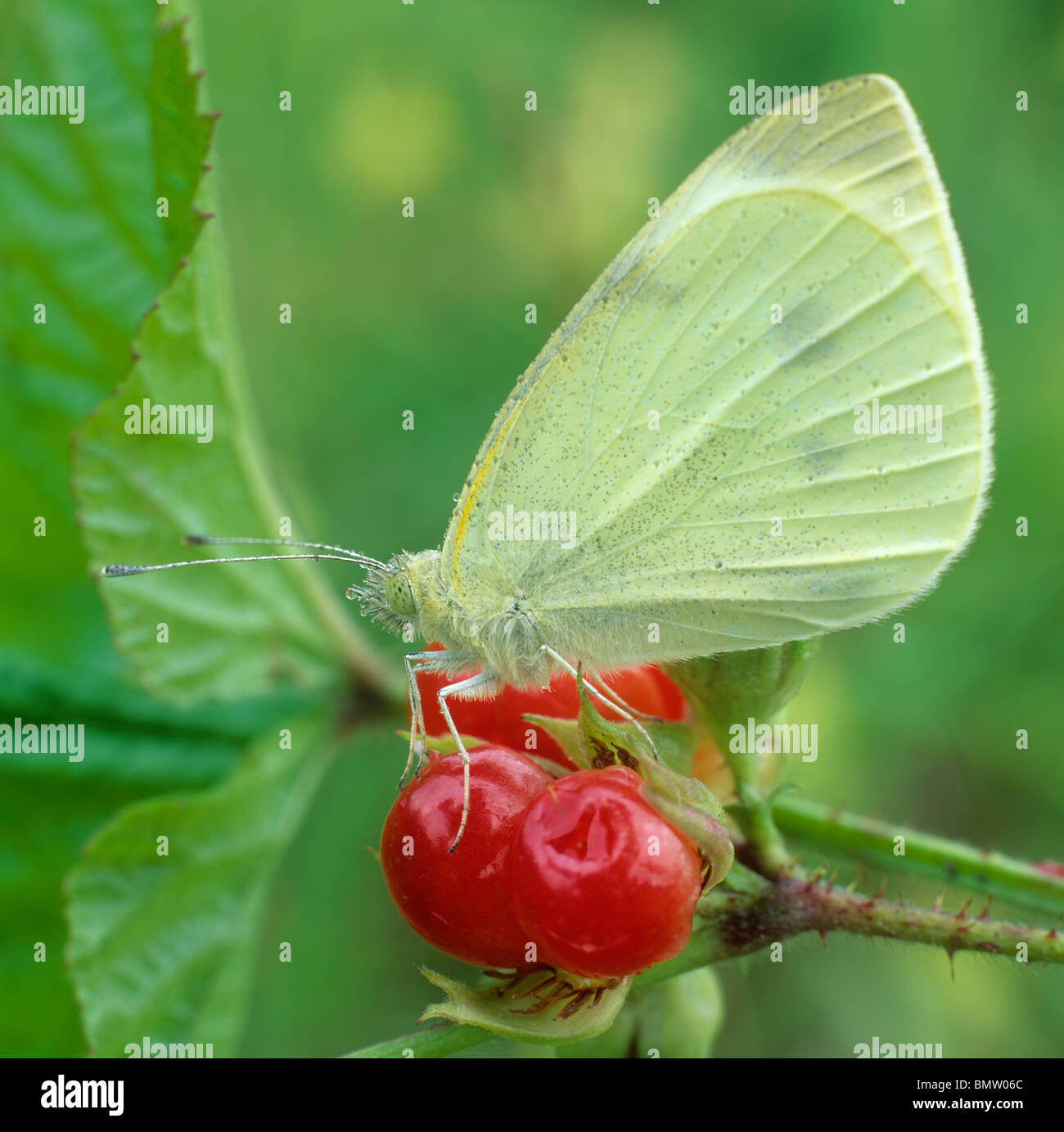 White cabbage butterfly hi-res stock photography and images - Alamy