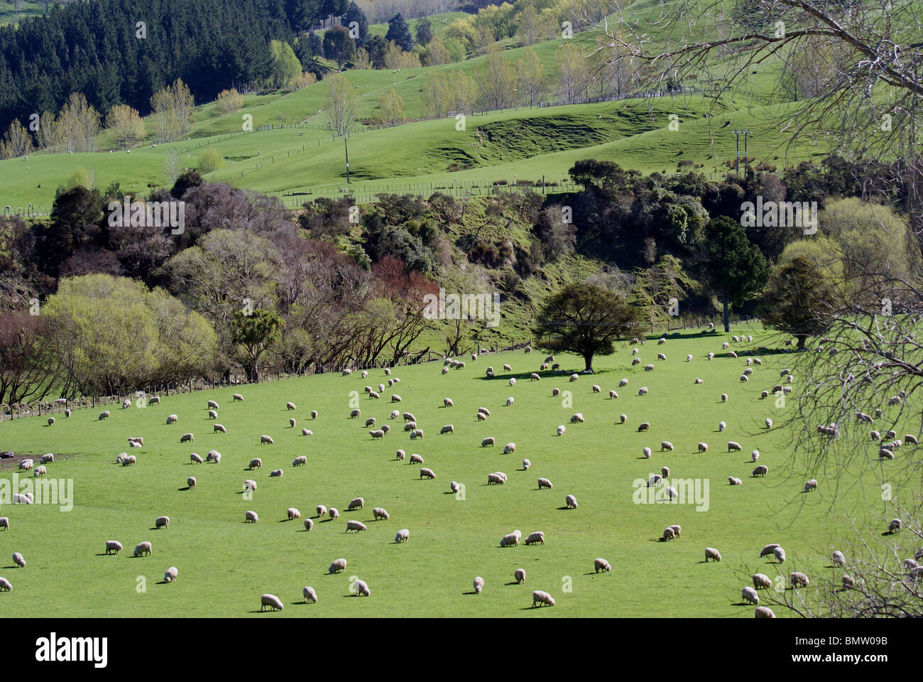 Flock of sheep scattered hi-res stock photography and images - Alamy