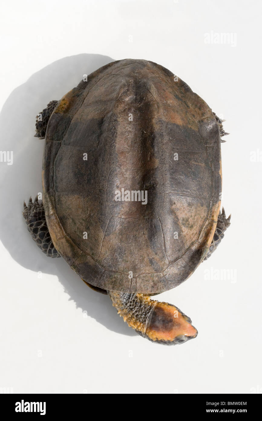 South American River Turtle High Resolution Stock Photography and ...
