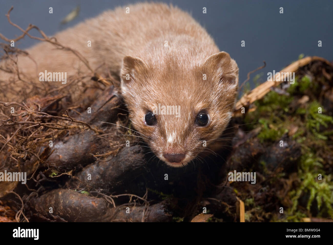 Weasel face hi-res stock photography and images - Alamy