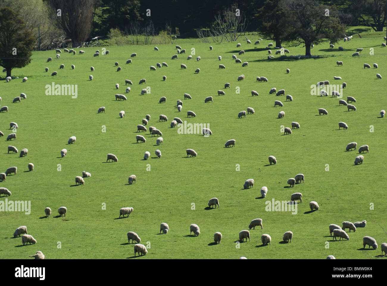 Idyllic meadow with scattered sheep flock Stock Photo - Alamy